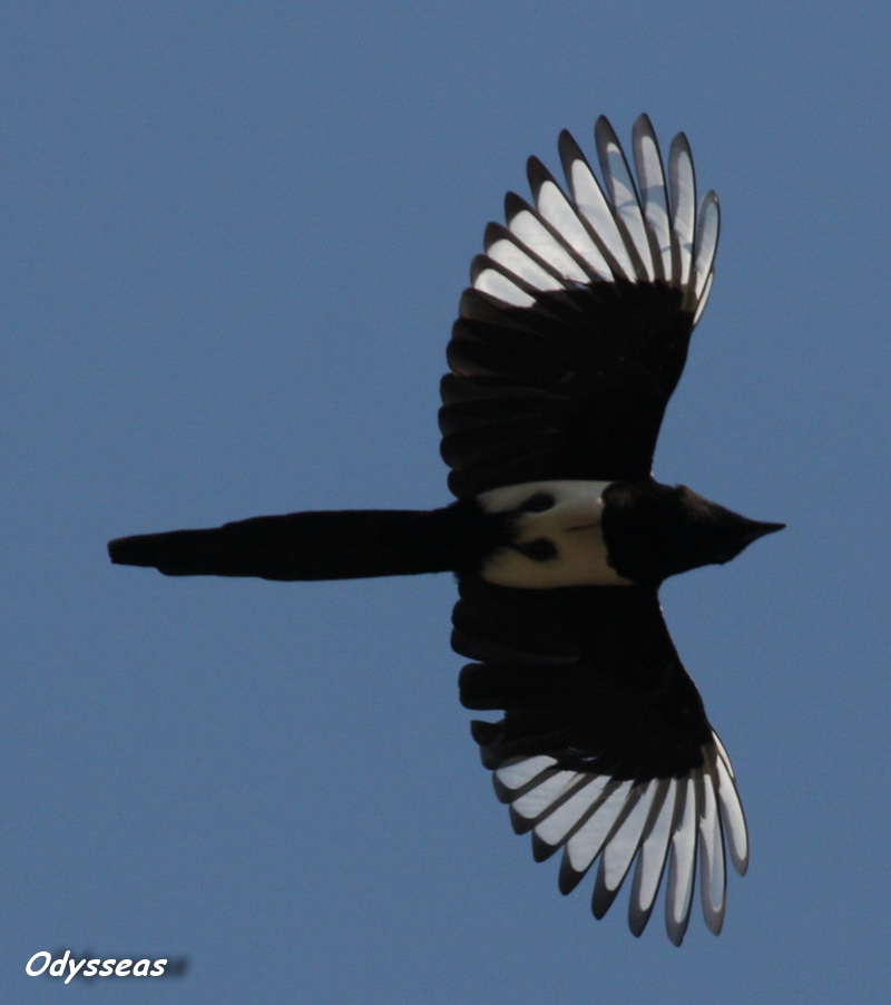 Nature in Greece: Καρακάξα - Magpie