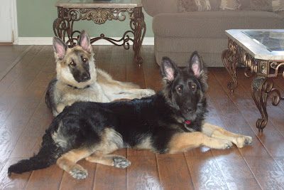 ISSR Shiloh Shepherd Brandy Girl