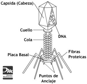 VIH ≠ SIDA: Concepto de virus