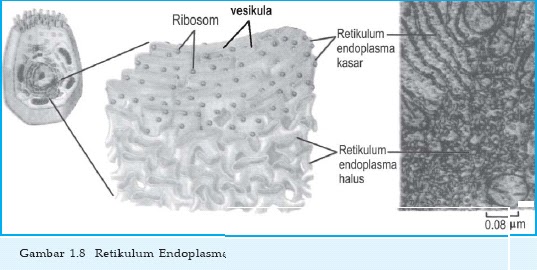 Kabar Biologi: Struktur dan fungsi bagian-bagian sel