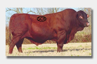 Desarrollo y Defensa: Ganado vacuno: Raza Senepol