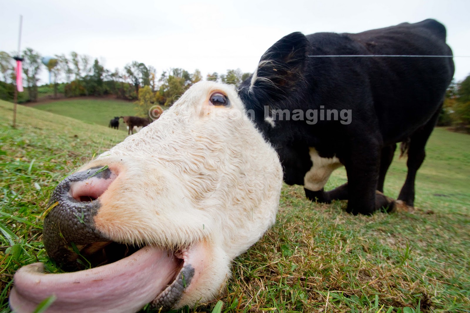 Wilson Imaging: How to Start?