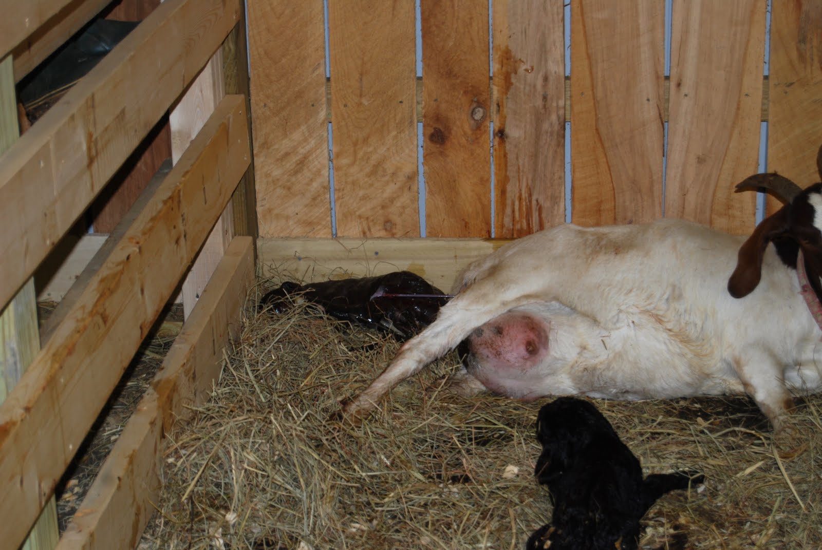 Our Little Corner: Newborn Baby Goats