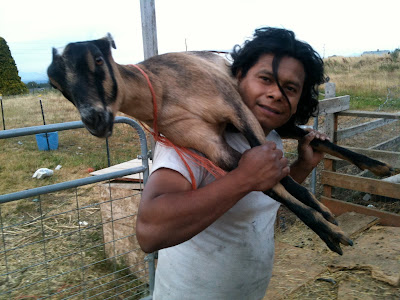 New To Farm Life: A Man and his Goat (It's a beautiful Thing)