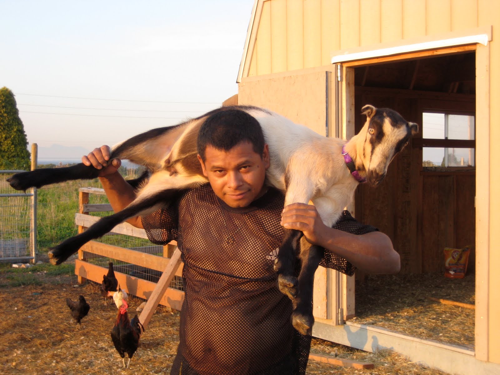 New To Farm Life: A Man and his Goat (It's a beautiful Thing)