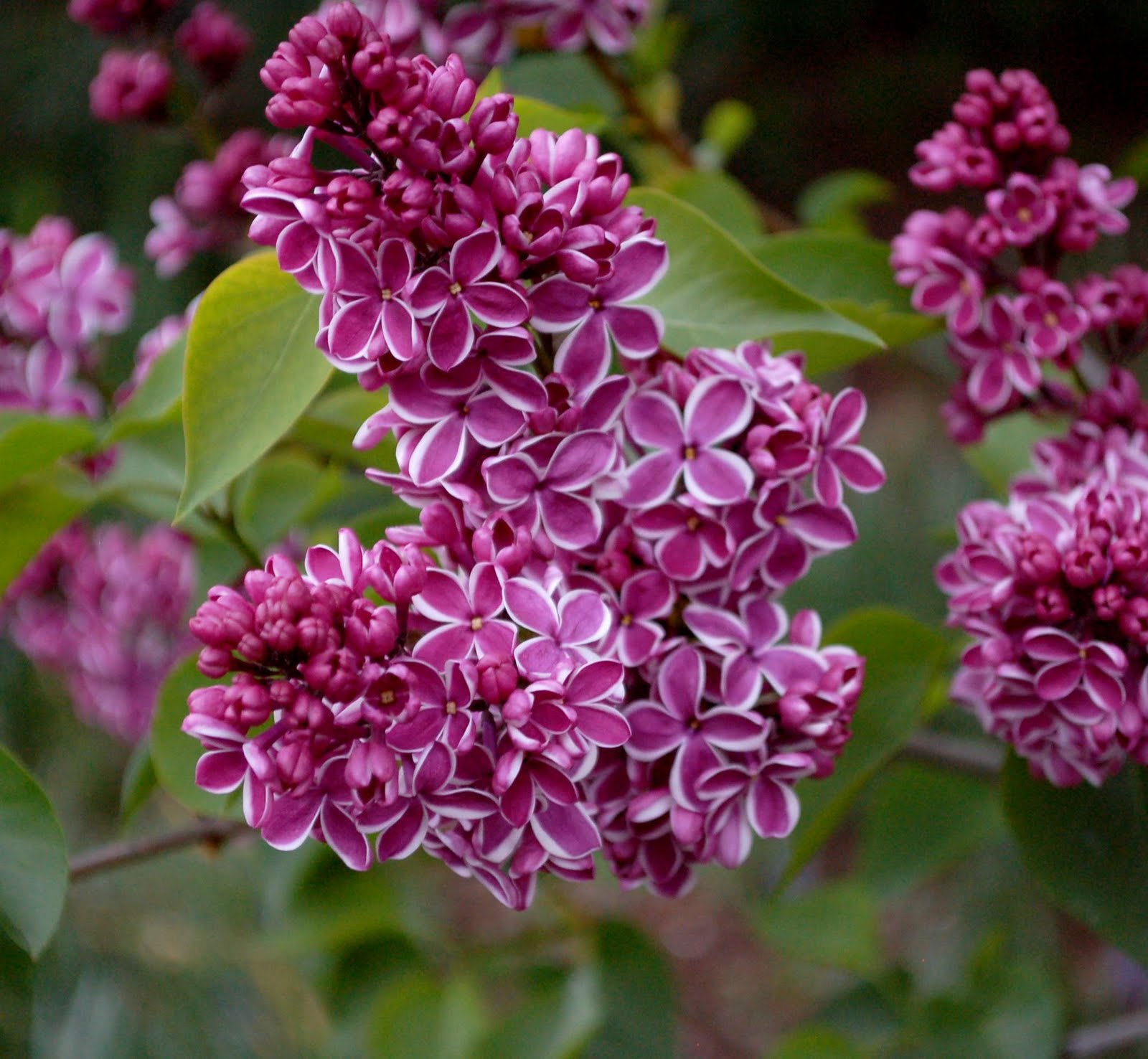 light-in-leaves: Lilacs | Beautiful flowers, Lilac, Romantic flowers