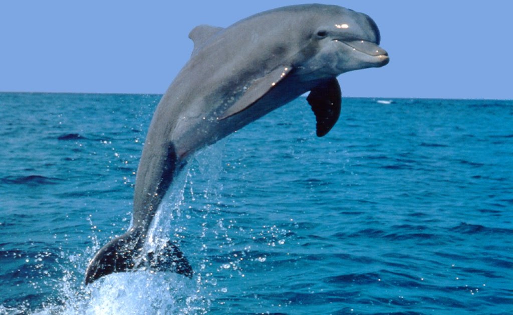 Under The Sea: Lumba-lumba