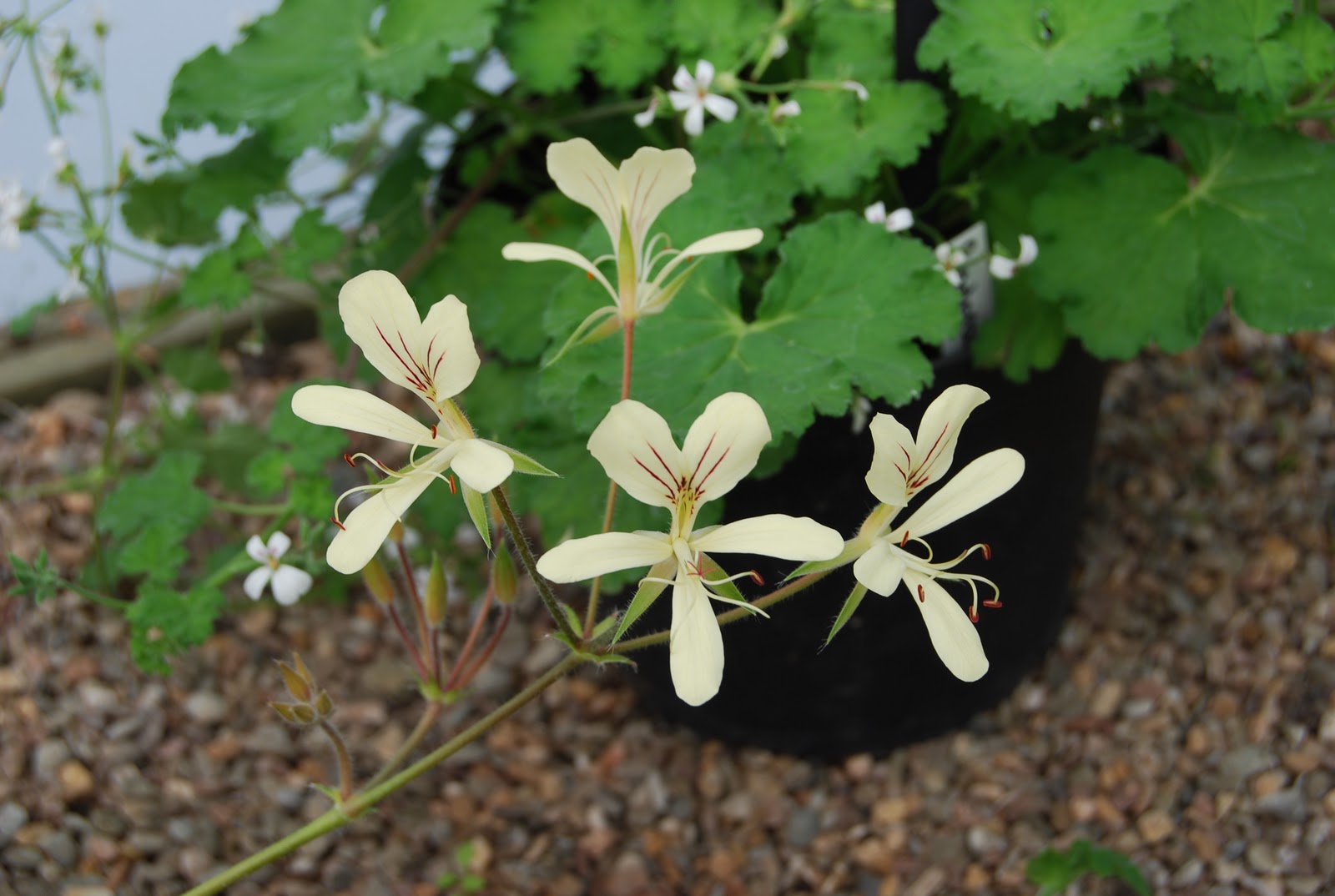 PERFECT PELARGONIUMS: October 2010