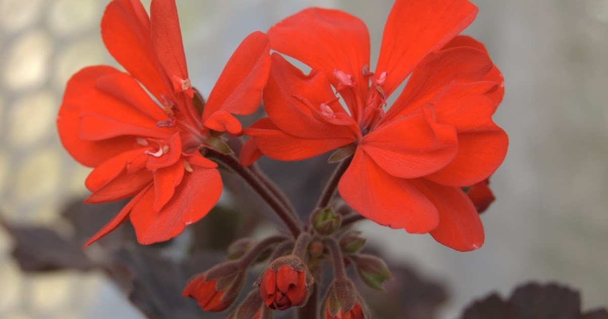 PERFECT PELARGONIUMS: A Red Pelargonium and seedlings update