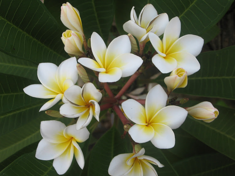 Bijoy Mathew: Chembuthra / Chembuthara