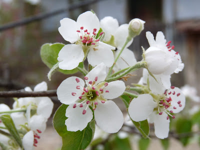 Inscriptie: Primavara in imagini de Pomi infloriti.