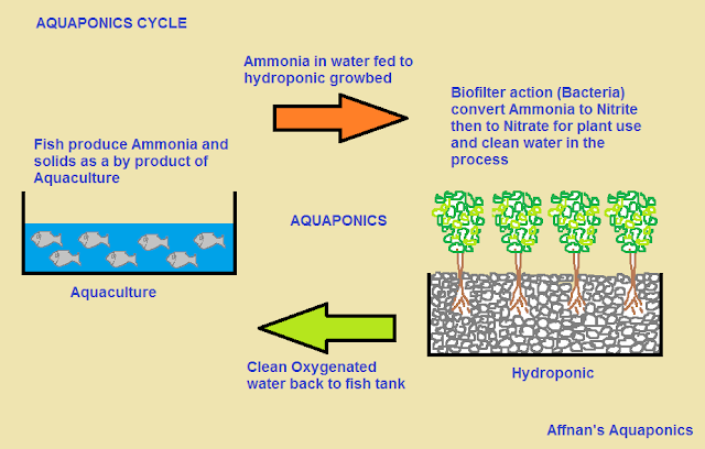 Affnan's Aquaponics: Affnan's Aquaponics - The Manual