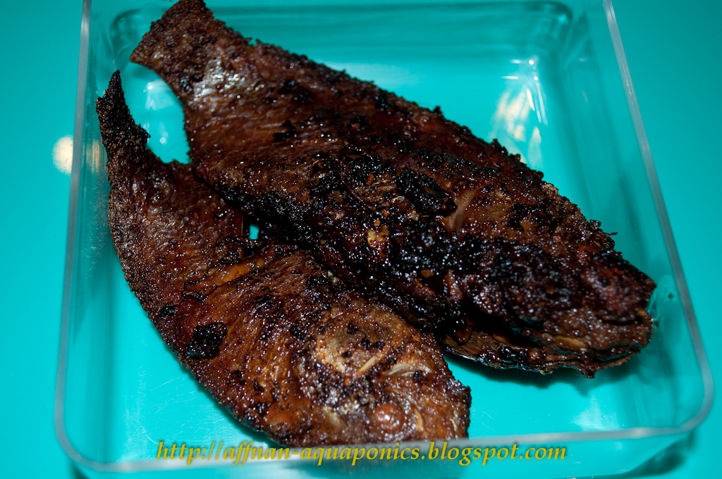 Affnan's Aquaponics: Tilapia - Pekasam a Malay Traditional Fermented ...