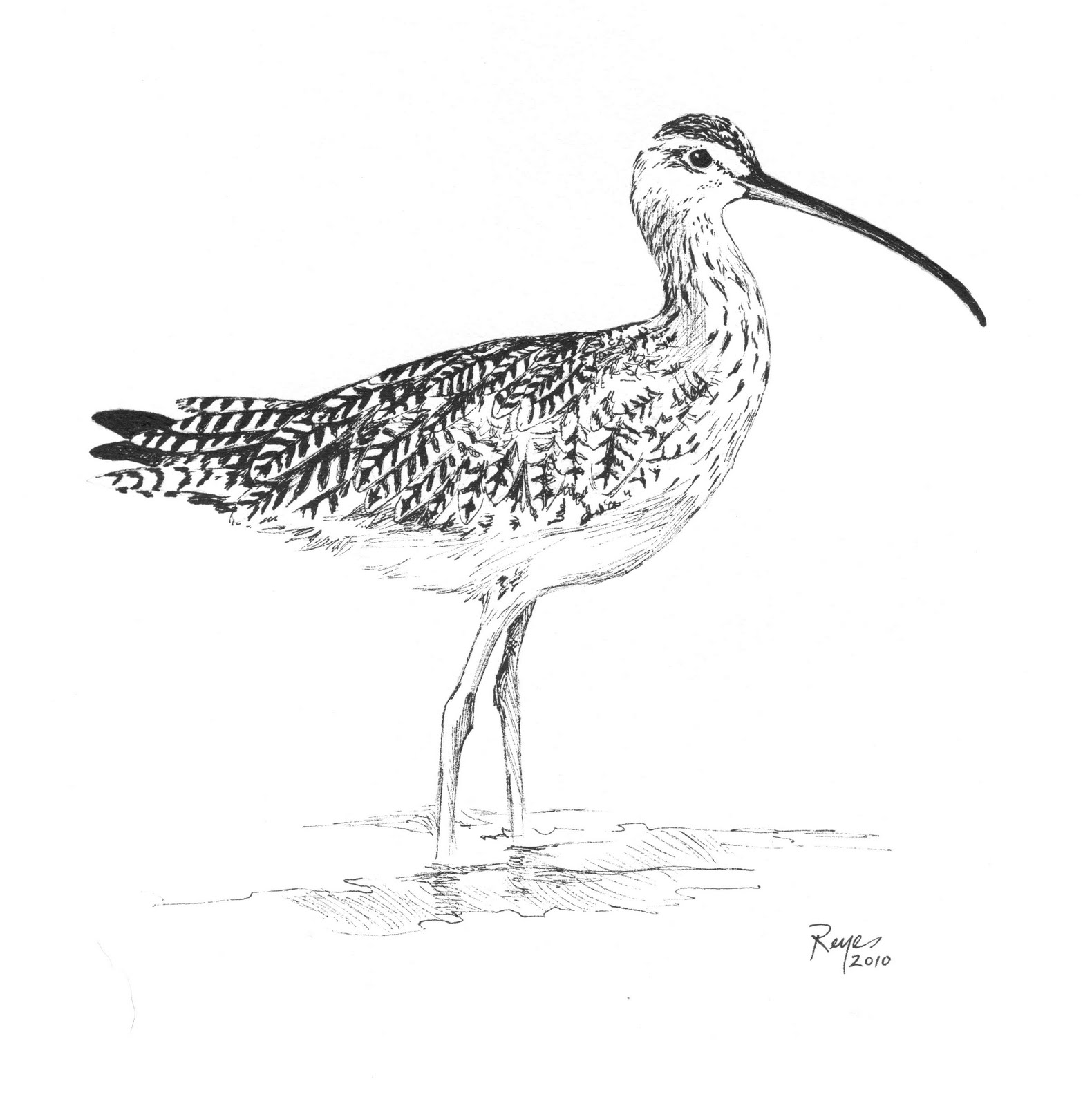 Wa ka ve?: line drawings