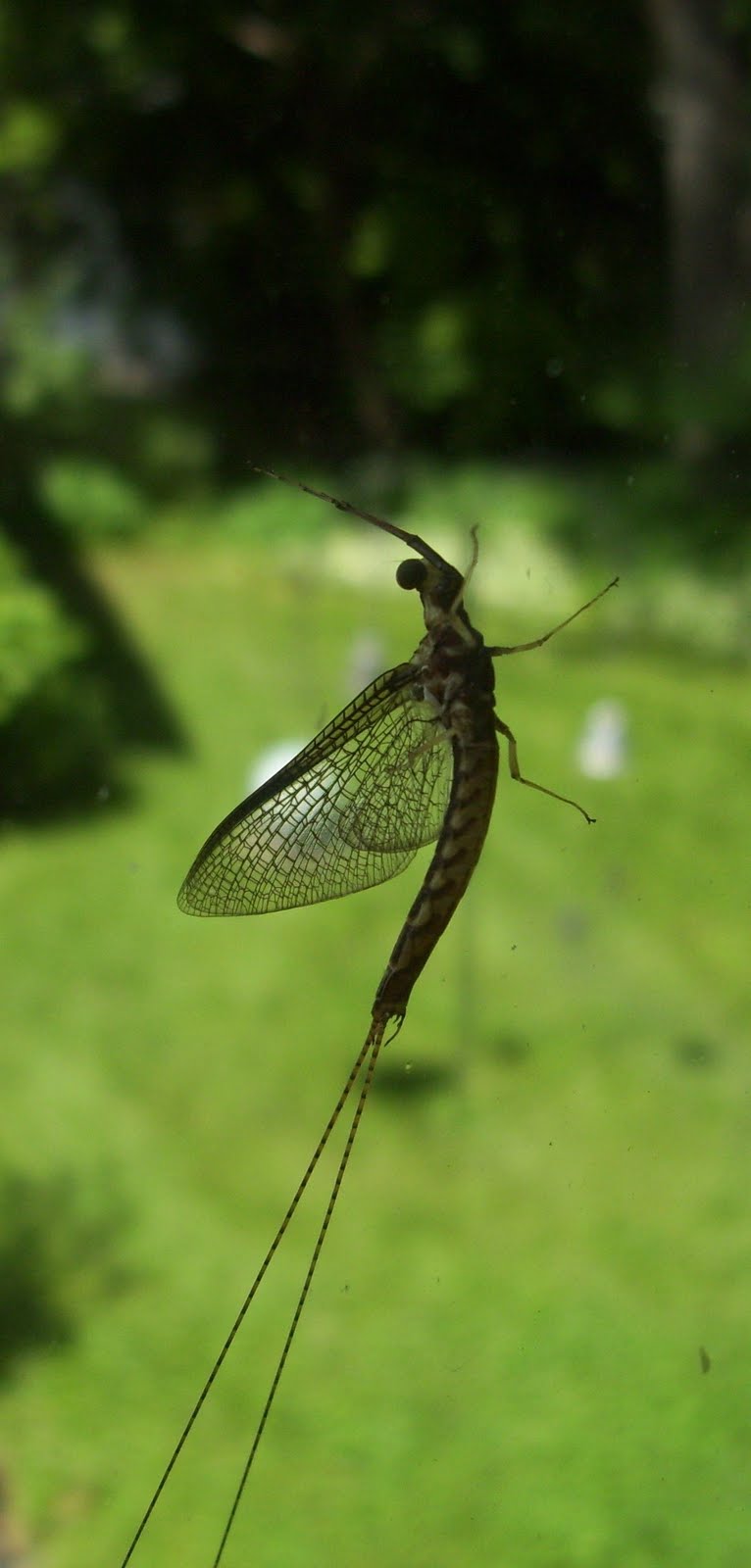 Ghulf Genes: Fishfly Days and Fishfly Nights