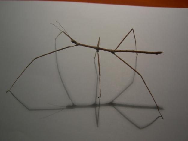 NATURALEZA Y ANIMALES DEL MUNDO: Los insectos palo