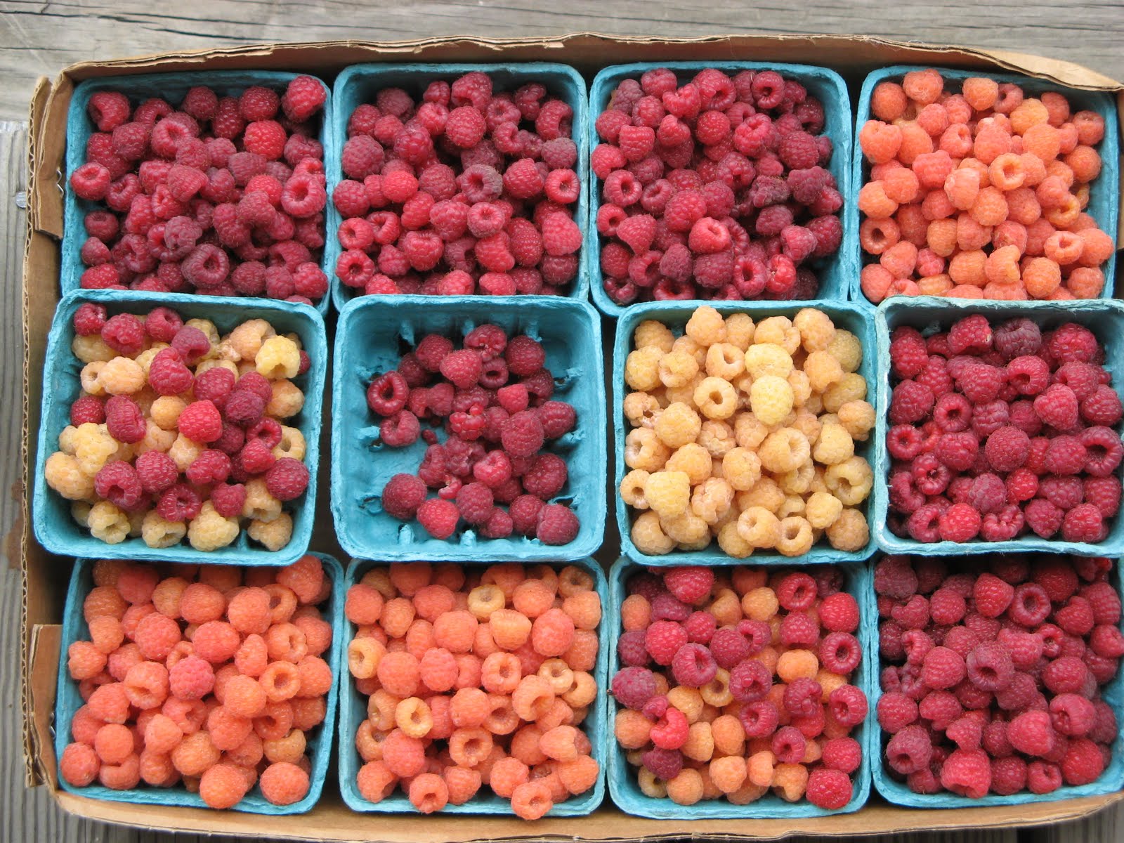 Animal Instinct: A Berry Good Day