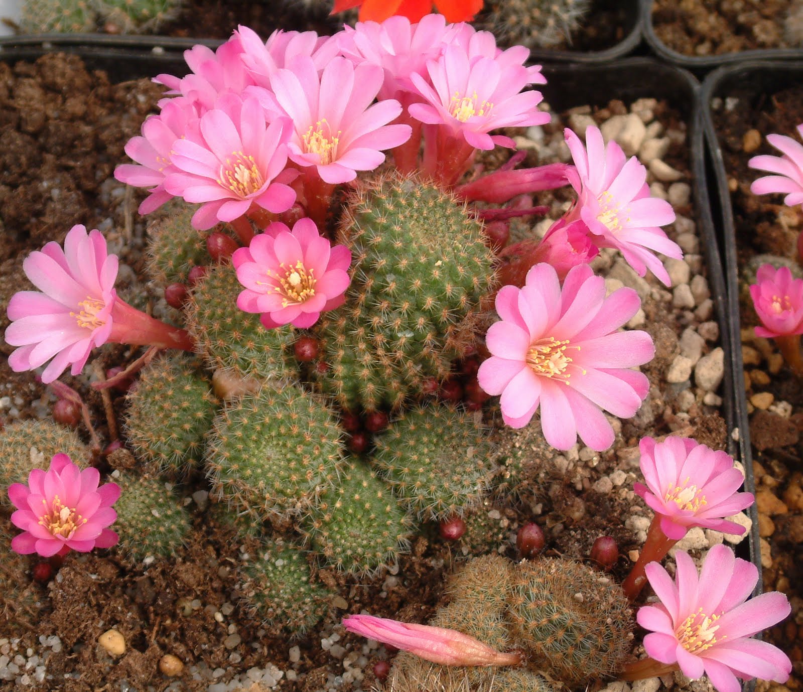 Rebutia, Aylostera y Weingartia: Rebutia pulvinosa Ritter & Buining ...