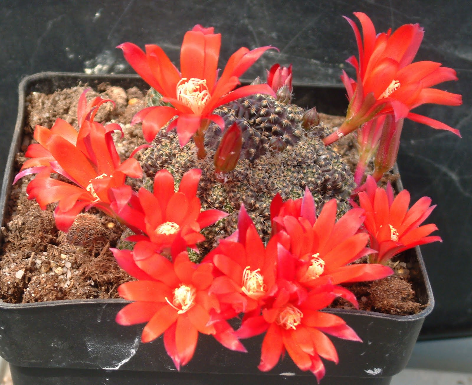 Rebutia, Aylostera y Weingartia: Rebutia densipectinata nom nud