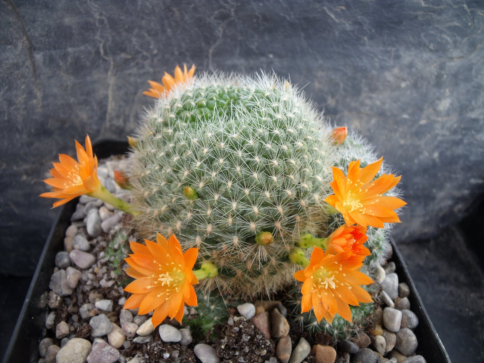 Rebutia, Aylostera y Weingartia: Rebutia edeltraudianae n.n. RW66