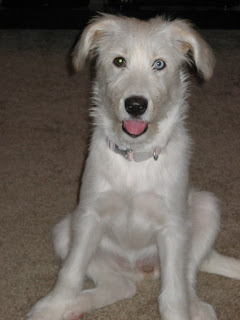 Zoey: Labradoodle/Husky Mix