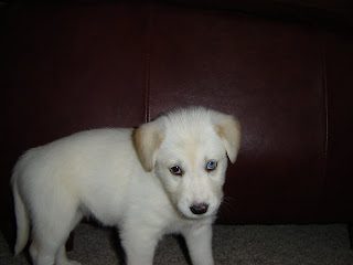 Zoey: Labradoodle/Husky Mix