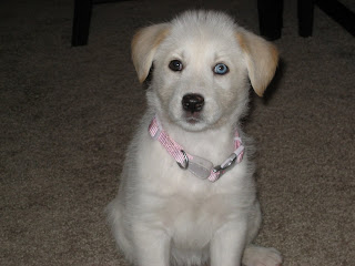 Zoey: Labradoodle/Husky Mix