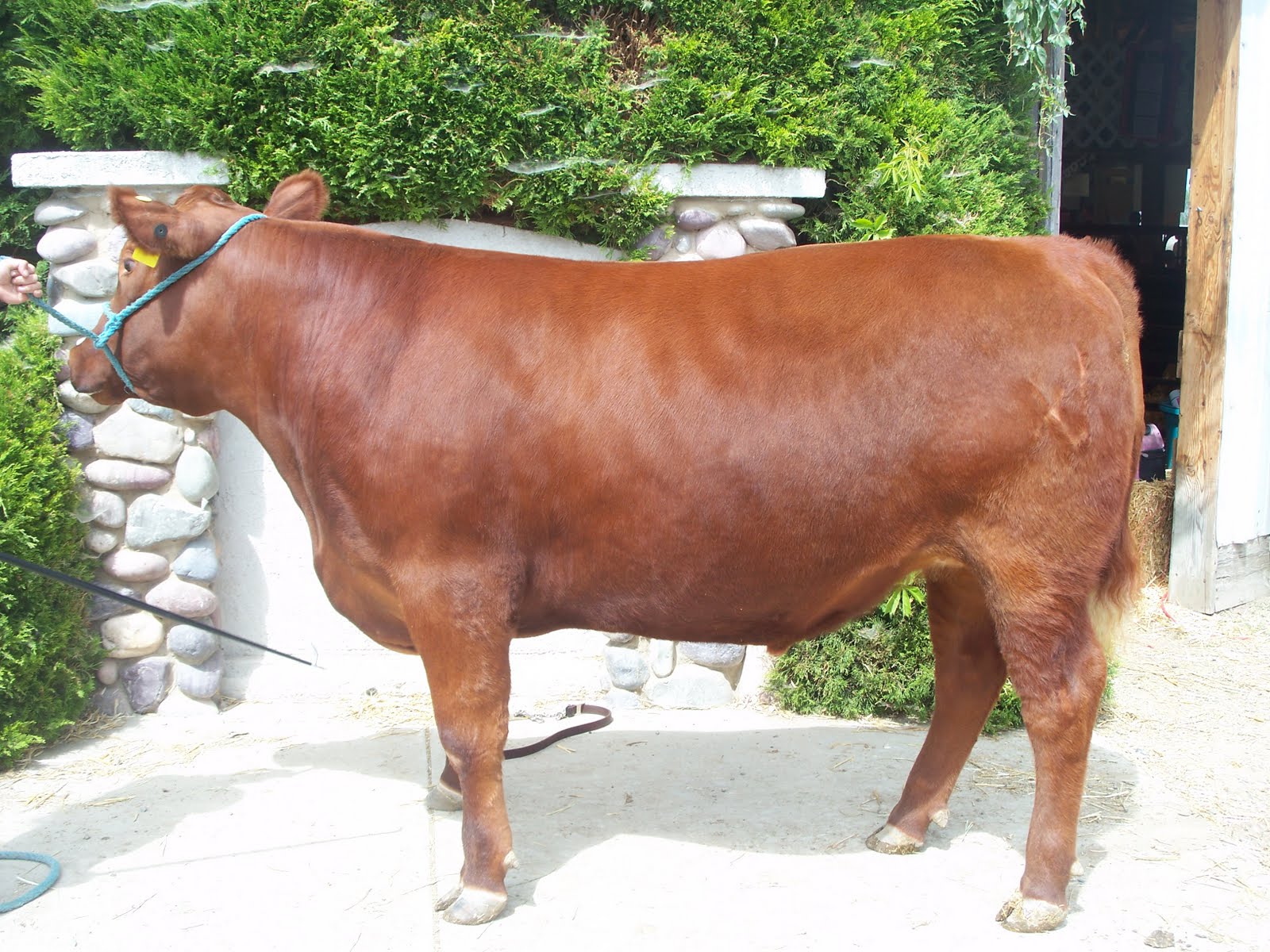 Blissfully Natural Cora: Clipping Your Steers for Begainners