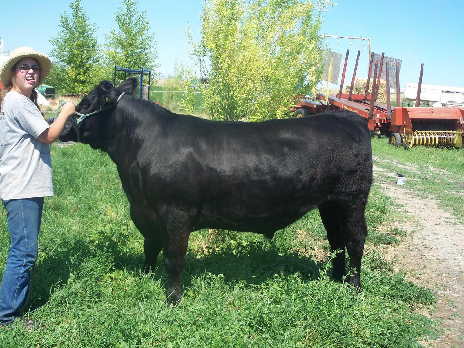 Blissfully Natural Cora: Clipping Your Steers for Begainners