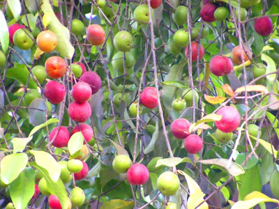 Wilderness Tales from Odisha: Hiking in Malvan & Sinhdurg Fort- Day 3