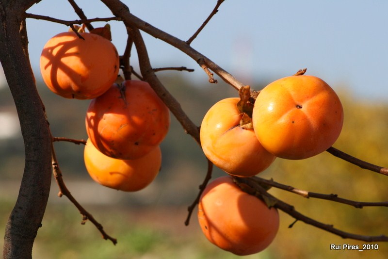 OLHAR d' OURO: FRUTA DA ÉPOCA - DIOSPIRO...