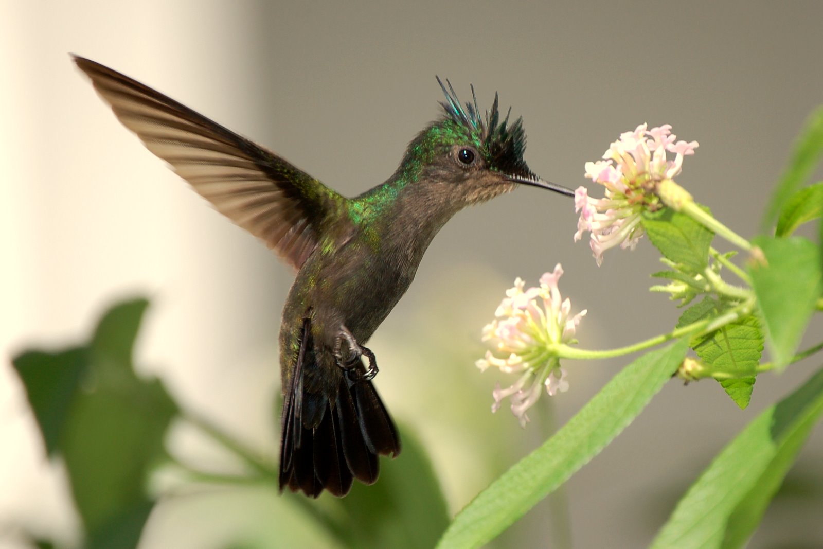 Cuma Comot: Colibri Bird