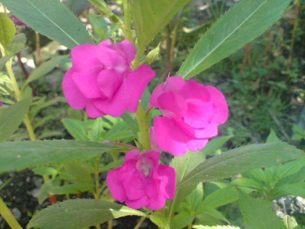 Athlete's Foot (Alipunga) Herbal Remedies ~ Overcoming Diseases