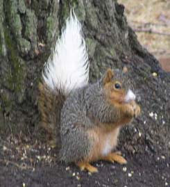 Bird Stop Off Place: White Tail... the Squirrel
