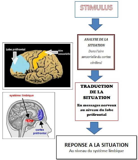 Peut-on mourir de rire?: Le rire, comment ça marche
