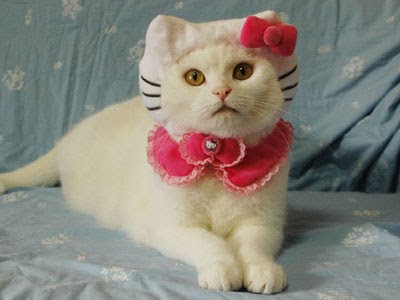 The Cat's Meow: The Real Hello Kitty
