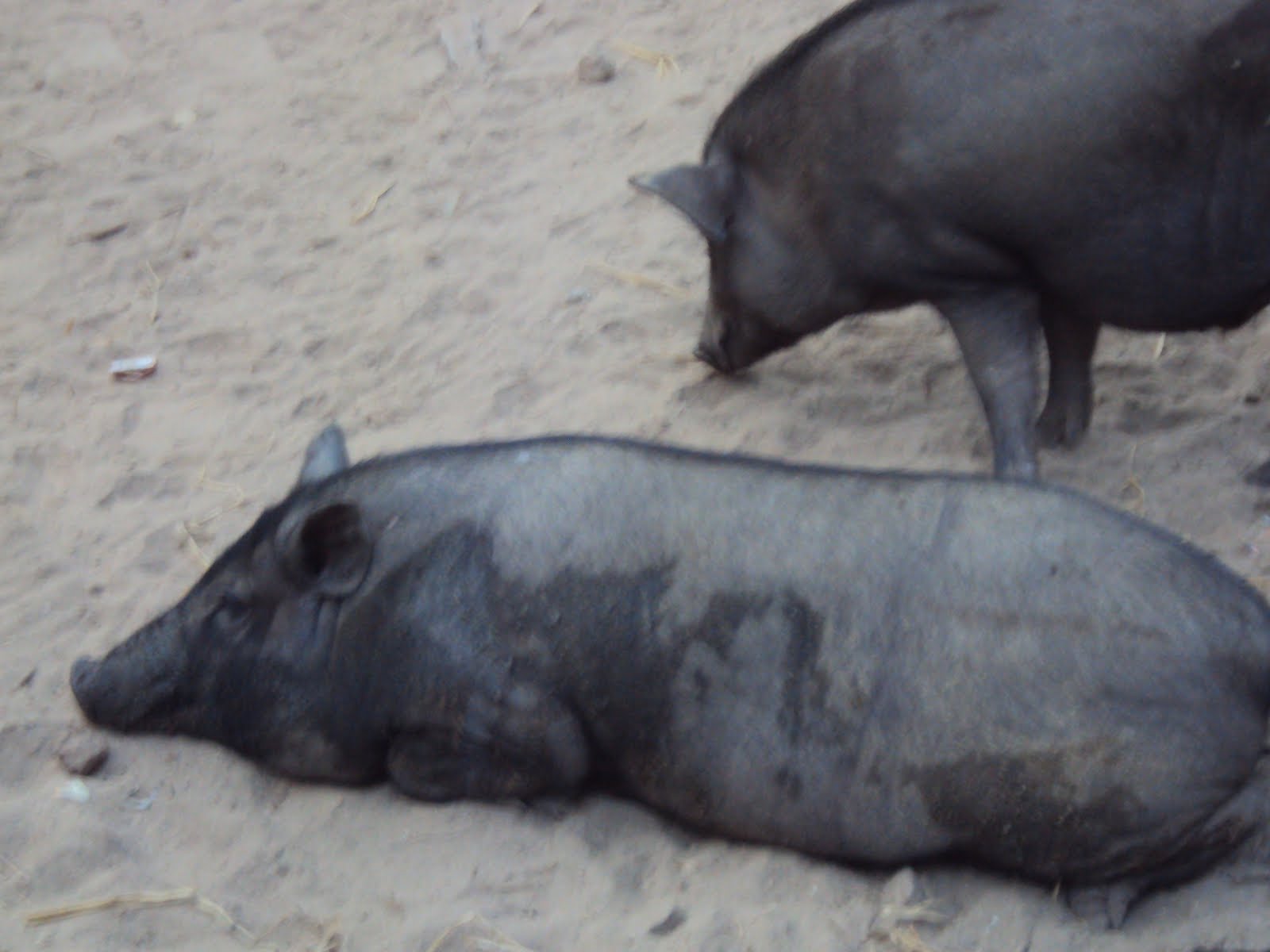 India: Animals of Goa