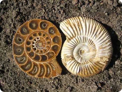 Diccionario de Epónimos: amonites