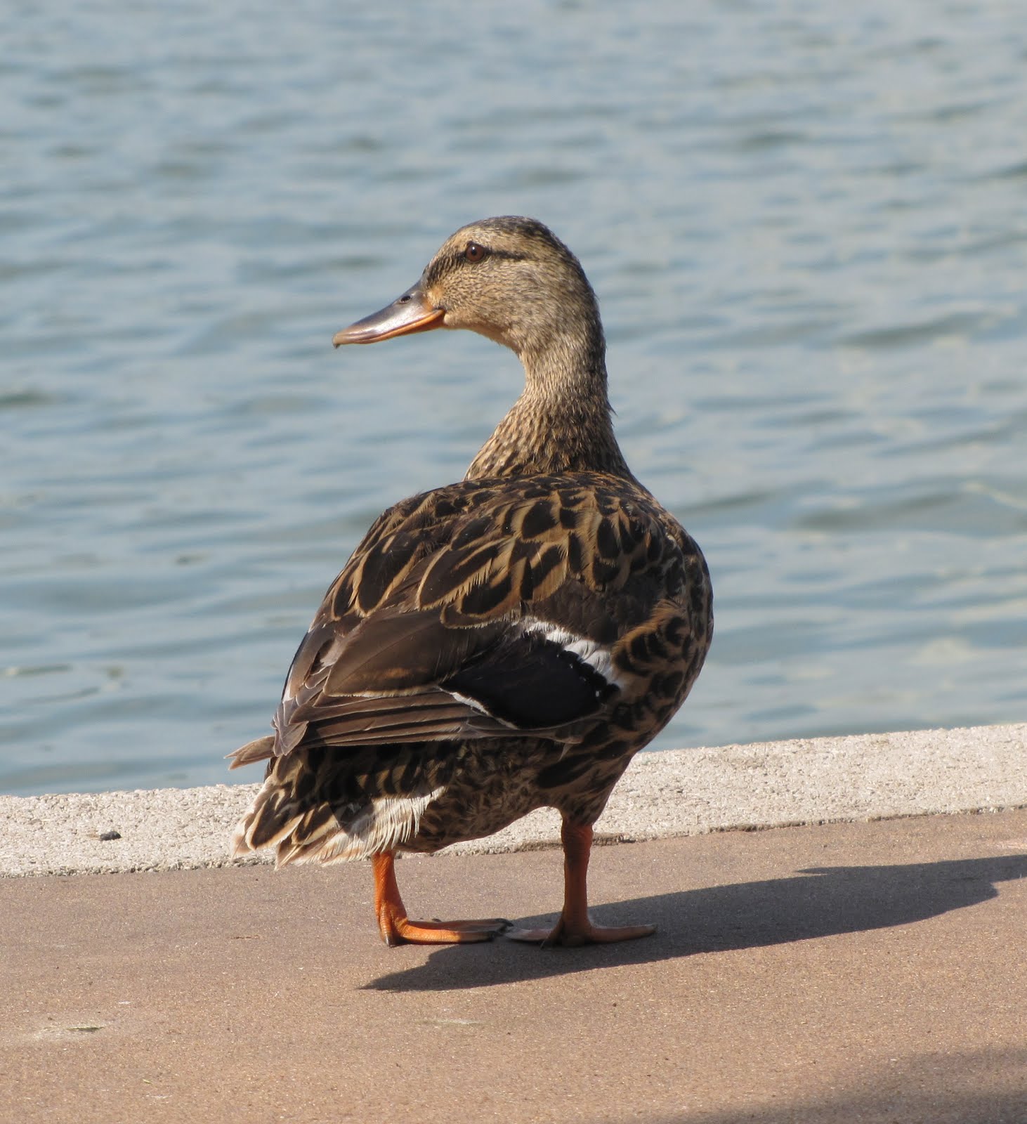 Out and About the Midwest: Florissant Treasure: St. Ferdinand Park