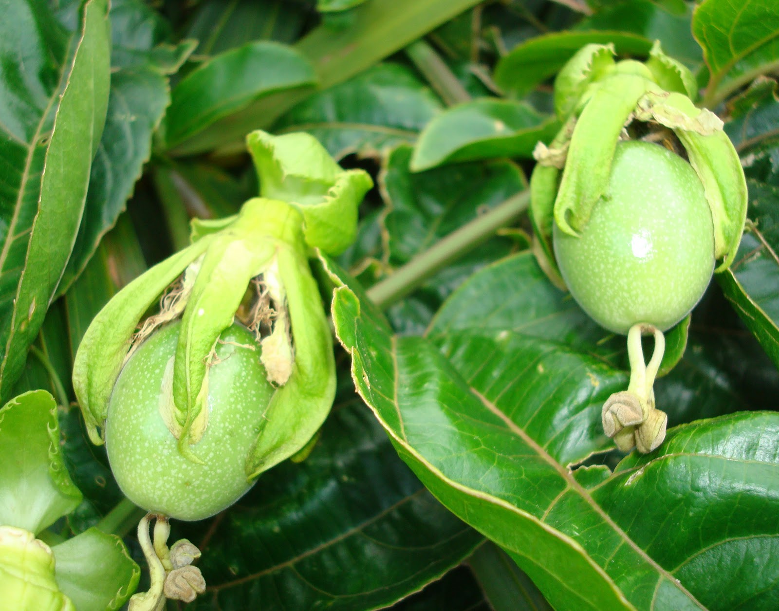 Dirty Fingernails 808: A Passion for Lilikoi