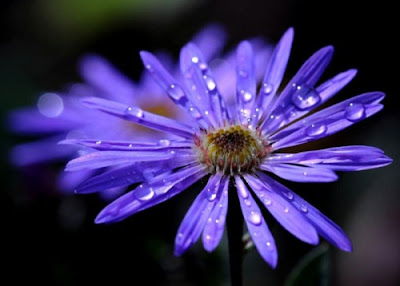 Amazing blue flowers - Rare Photo's Collections