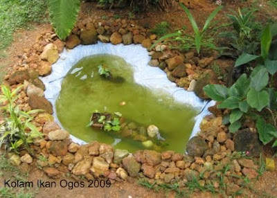 My Small Garden: Kolam Ikan DIY