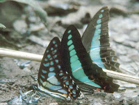 ผีเสื้อในป่าฮาลาบาลา: วงศ์ผีเสื้อหางติ่ง (PAPILIONIDAE)