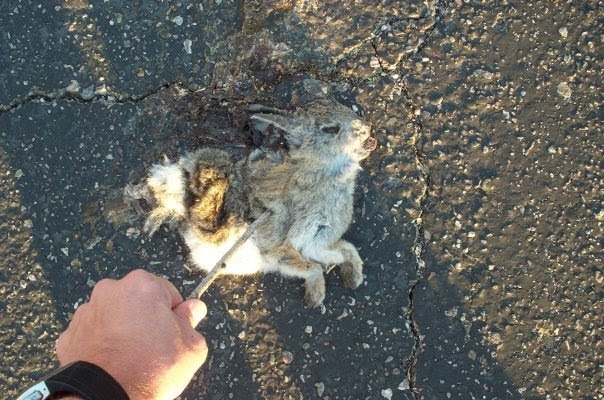 Ryn Gargulinski: Two roadkill poems (below) inspired by dead rabbit ...