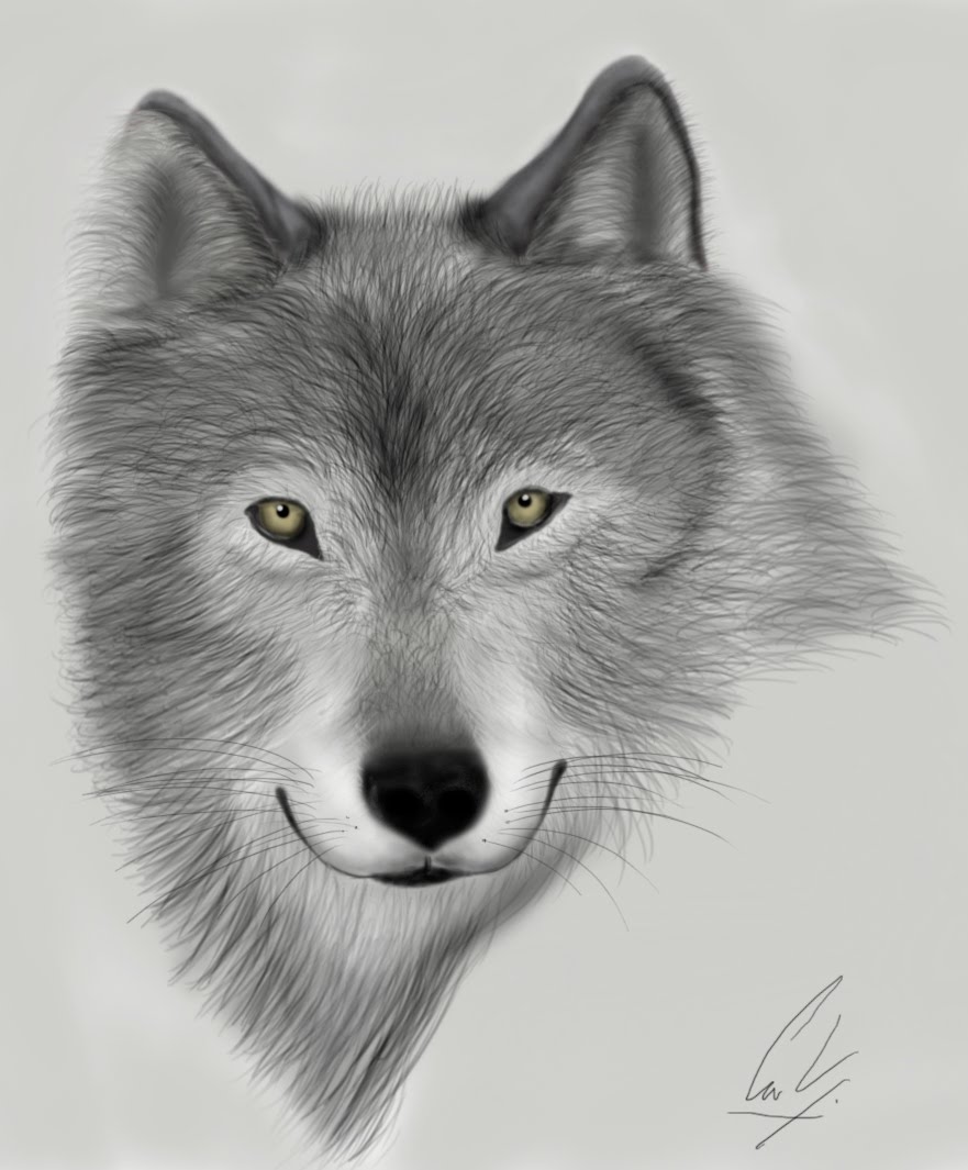 Lobo a lapiz - Imagui