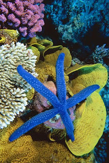 The Secret Garden: Sample of sea stars