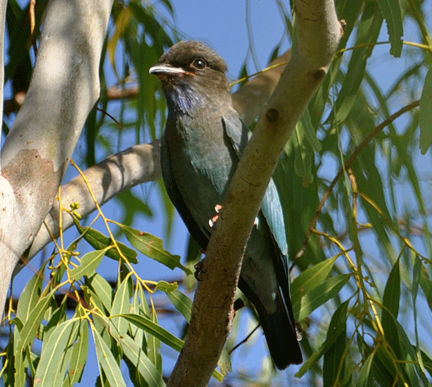 Back of Beyond The NT: The Next Generation Of Dollar Bird