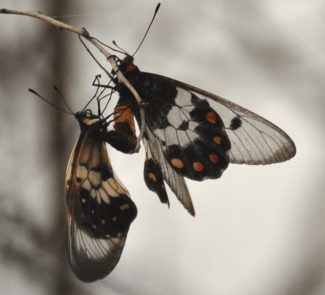 Back of Beyond The NT: South Eastern Arnhem Escarpment Marrawal Plateau