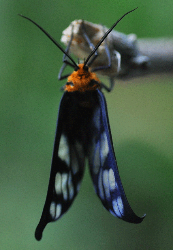 Back of Beyond The NT: Four O Clock Moth Dysphania Numana Gets Its Wings