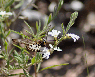 Back of Beyond The NT: Journey South-West/Purnululu National Park Part I